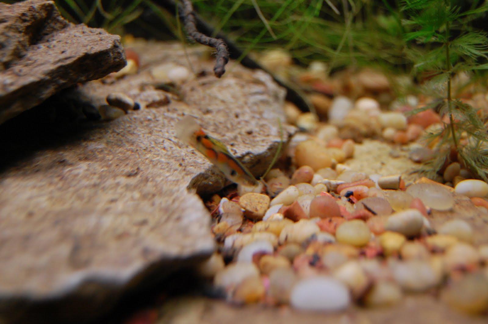 Aquascaping Art: Two Random Photos of my American Riverbank tank