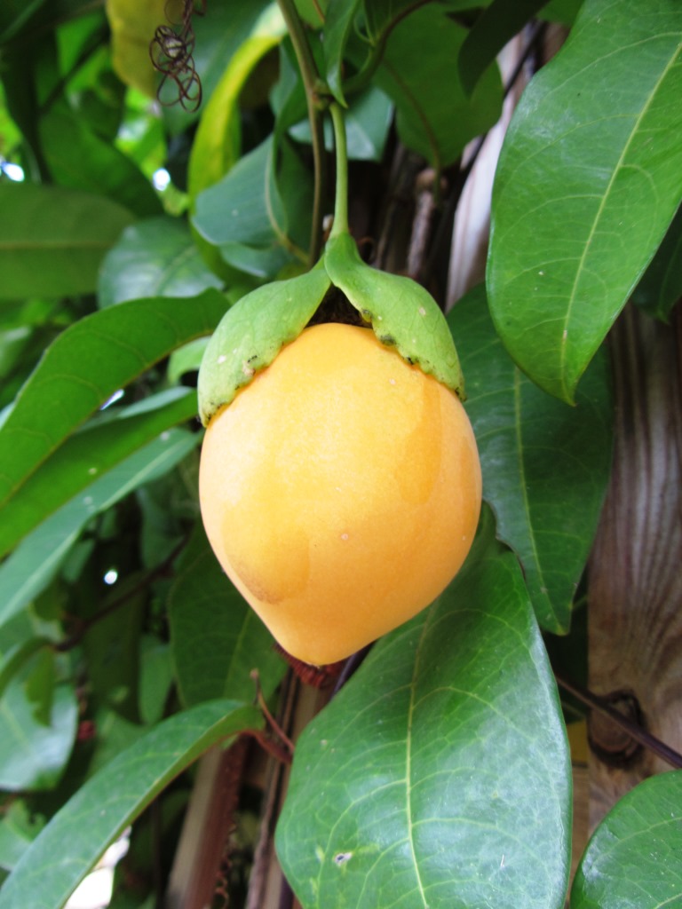 Gwadiary, la Gwada et moi (blog Guadeloupe): Le plant de pomme-liane ...