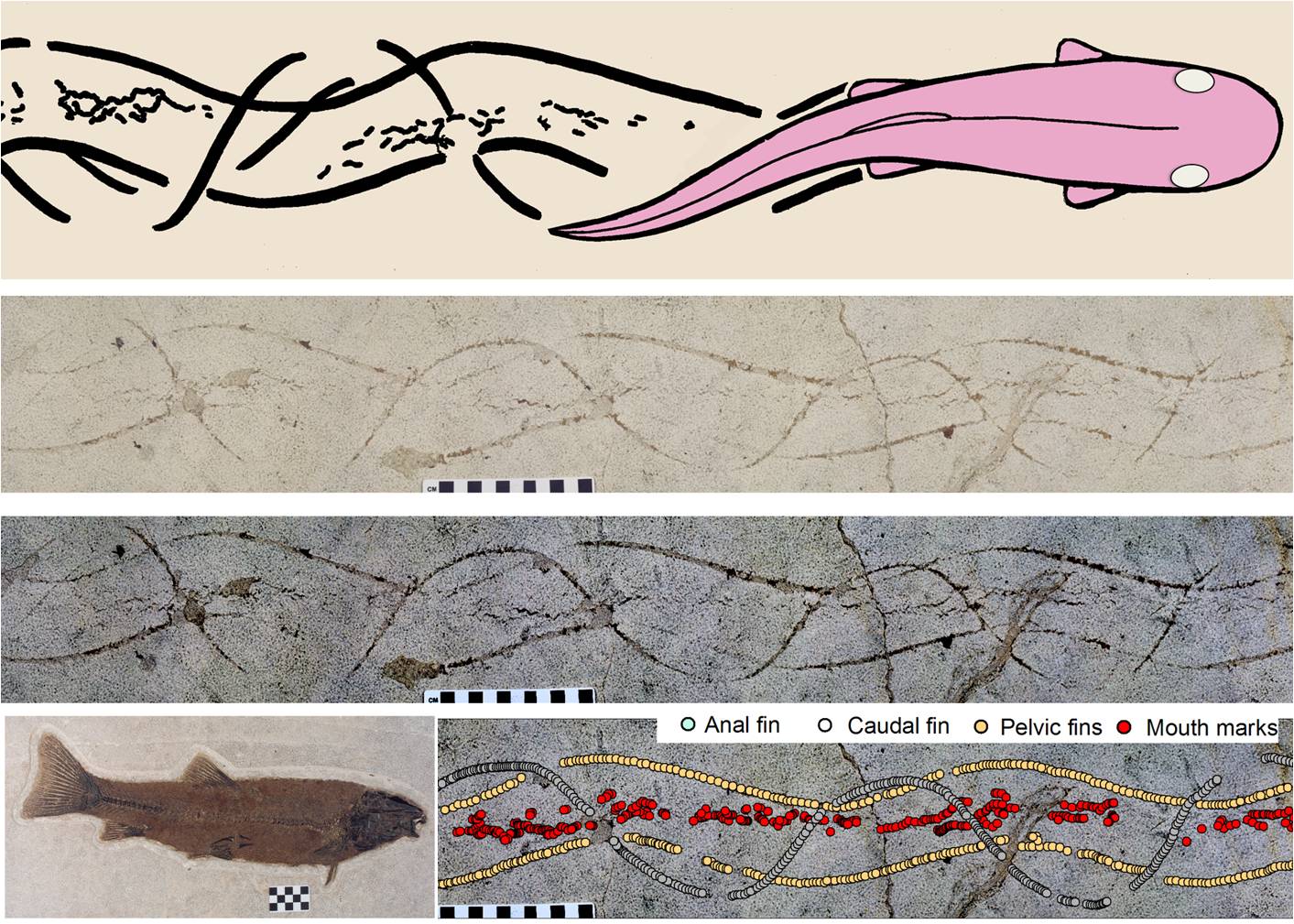 Species New to Science: [Palaeontology • 2010] • First Known Feeding ...
