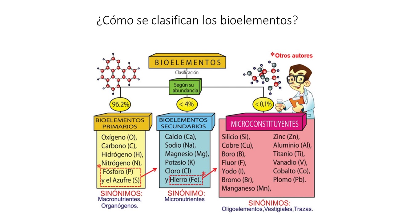 Los Bioelementos: ¿Cómo se clasifican los bioelementos?