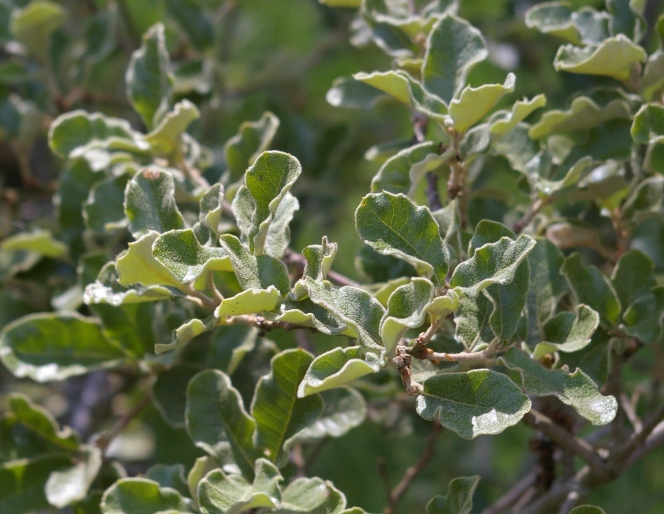 John Grimshaw's Garden Diary: Oaks at Chevithorne Barton