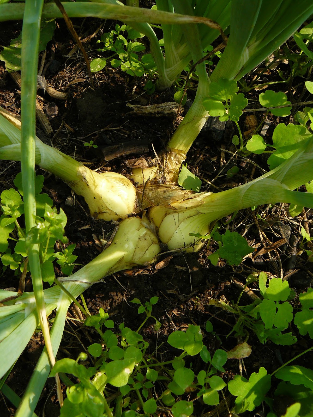 Просто вкусняшка: когда убирать семейный лук. часть 2