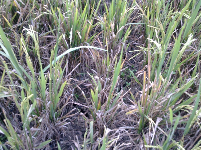 Botanical pesticides ( Pestisida nabati ) : MENGENDALIKAN PENYAKIT TUNGRO