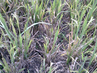 Botanical pesticides ( Pestisida nabati ) : MENGENDALIKAN PENYAKIT TUNGRO