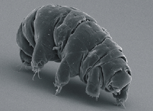 Klasifikasi 35 Filum dalam Kingdom Animalia (Hewan) - Generasi Biologi