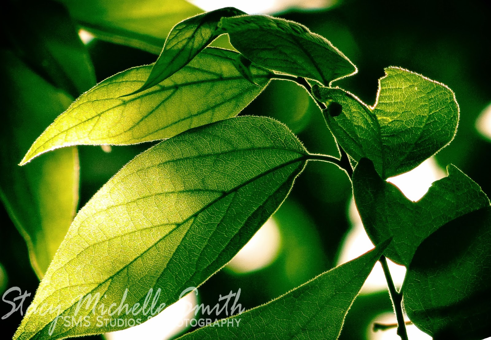 SMS Studios and Photography: Green Things Growing...