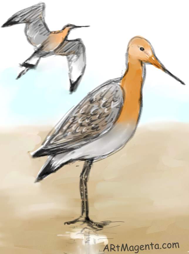 Birds: Black-tailed Godwit