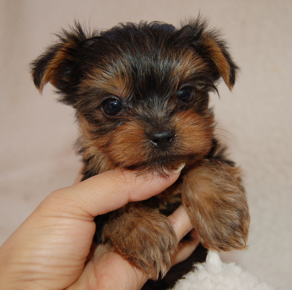 The Heavenly Yorkies: TeaCup Litter Update 6 Weeks