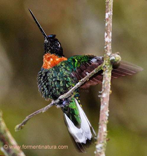 Perú, paraíso de las aves: Colibríes, pequeñas e increíbles aves