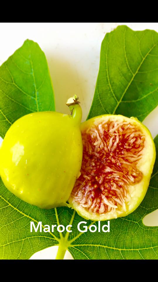 Maroc Gold Fig - Var Tin