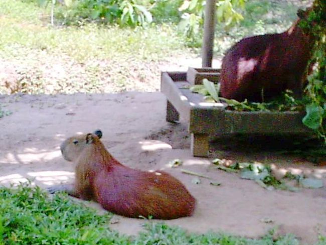 TIPISHCA: REGIONALISMOS LINGÜÍSTICOS AMAZÓNICOS (6)