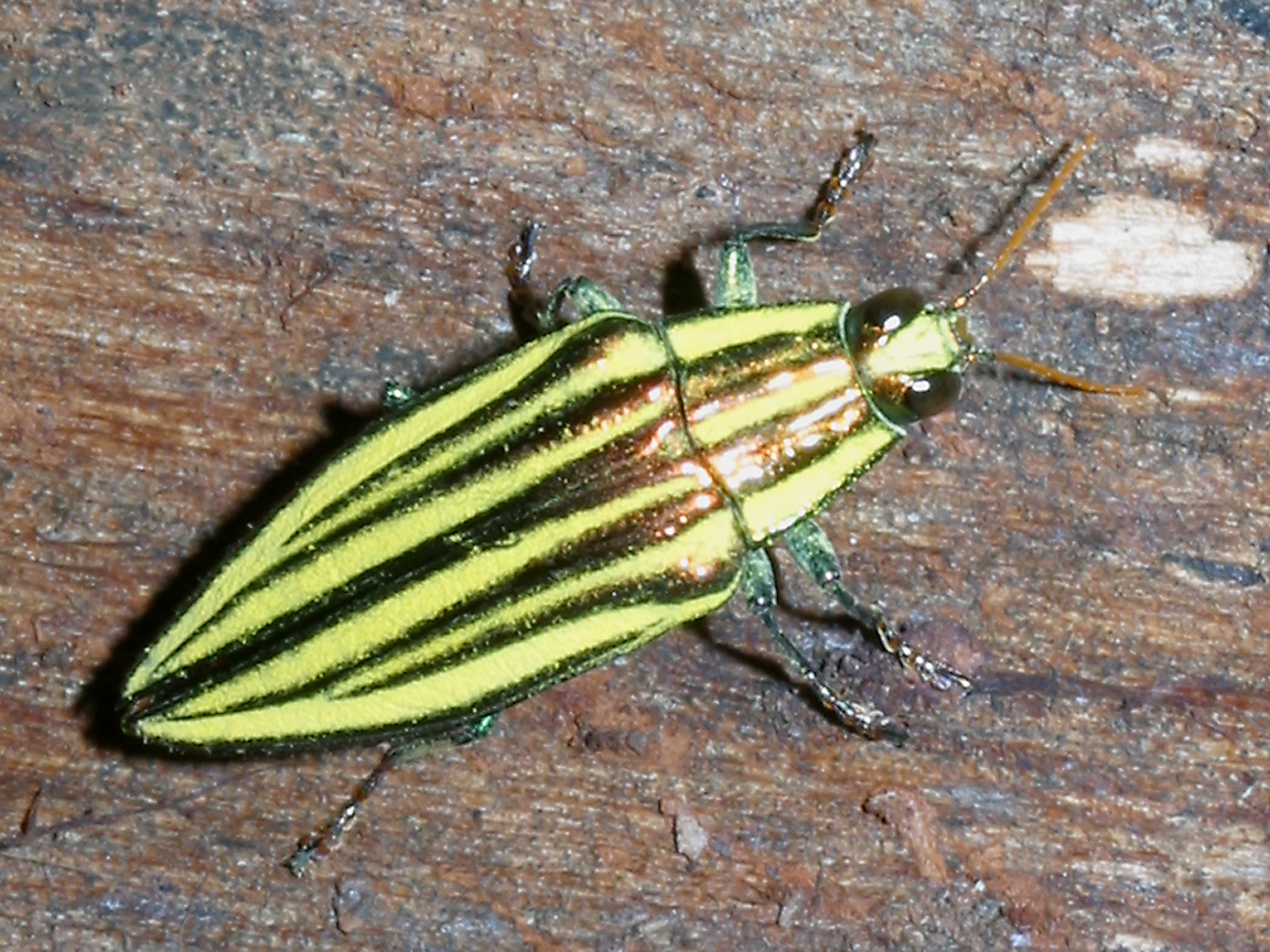Jewel Beetle - Insects Morphology