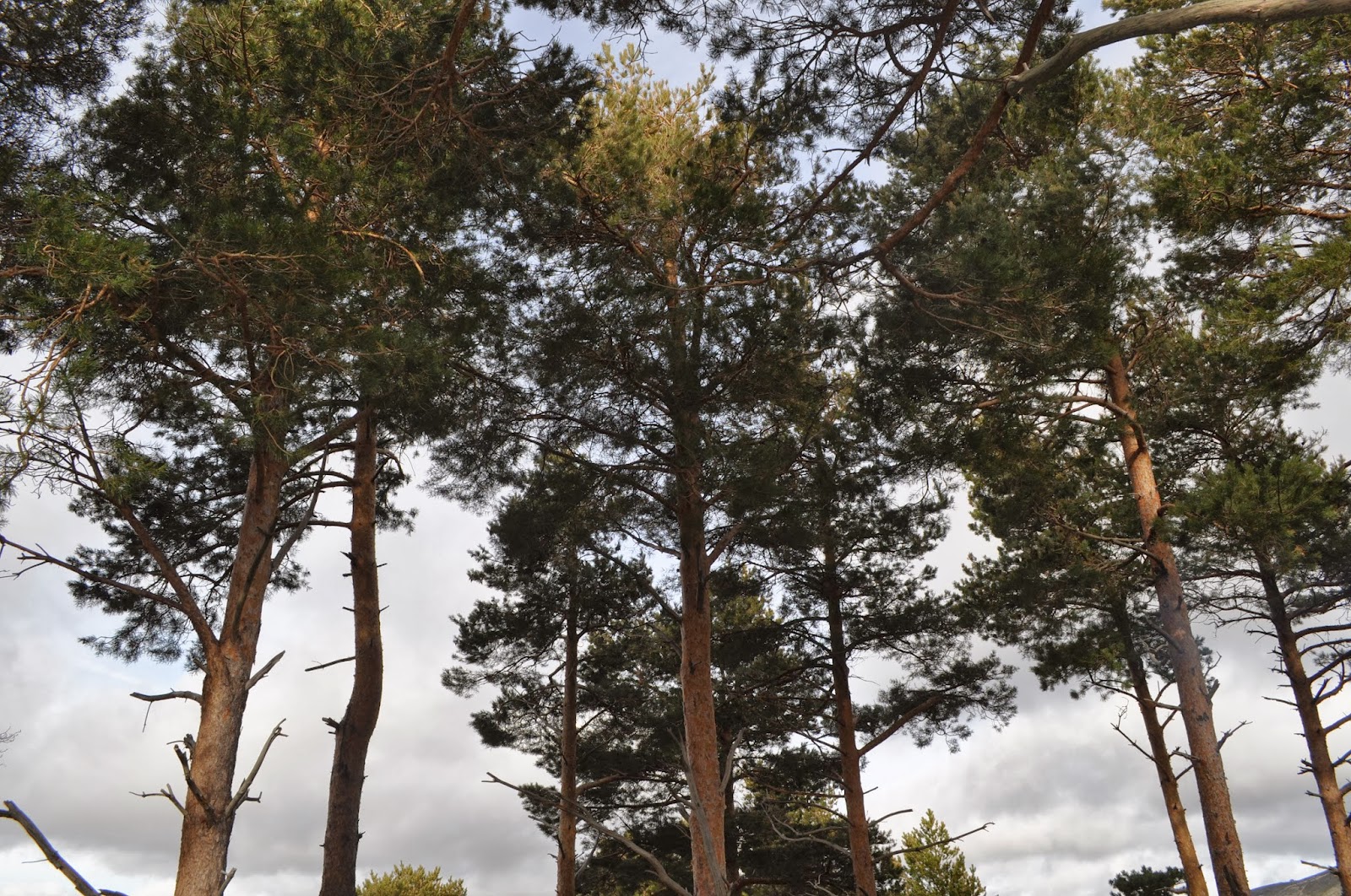 Forest Forestal: Pino silvestre