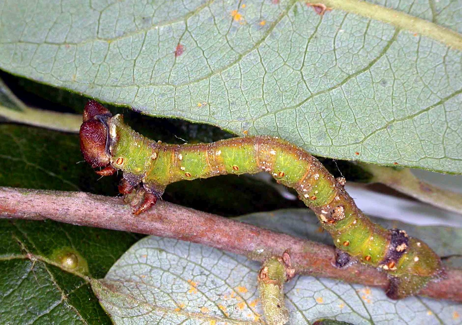 Darley Dale Wildlife: Peppered Moth - caterpillar