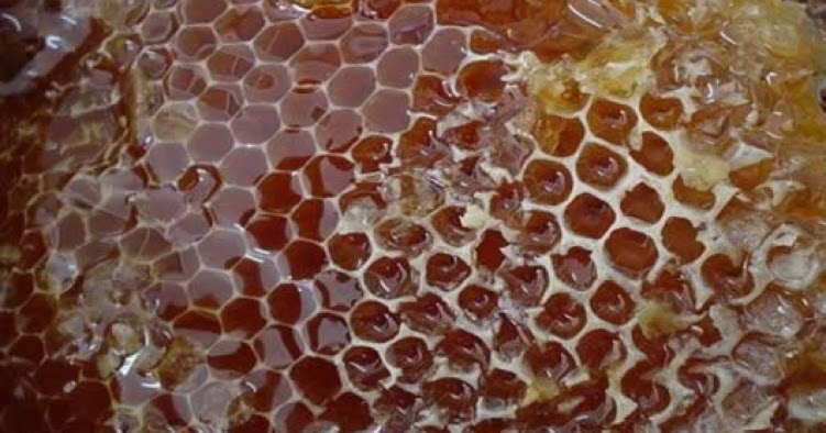 Geven Balı: Bal Resimleri