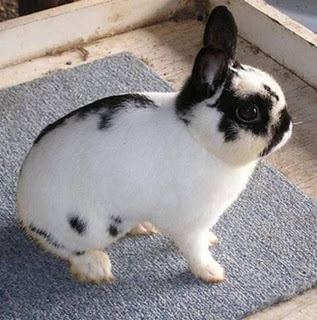 Paling Keren 41+ Gambar Kelinci Rex Asli