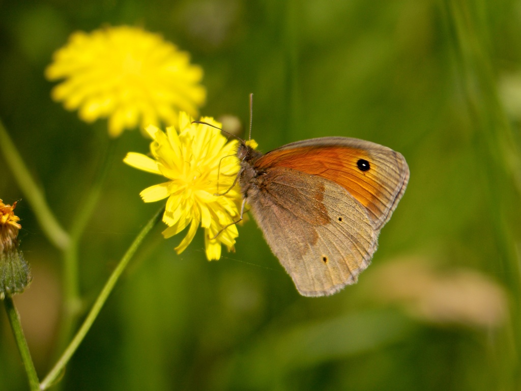 Roy's Nature Logbook: Meadow Brown Butterfly