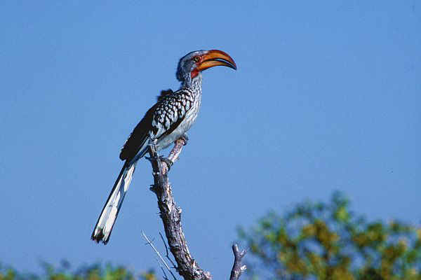 All The Real World: The Lion king characters