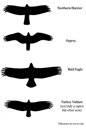 West County Hawkwatch Raptor Research Group : Birds of Prey silhouettes ...