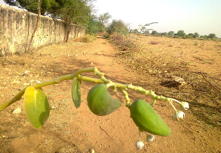 Aak Plant | Aak Flower | Calotropis ~ Rajasthan GK | Current Affairs 2023