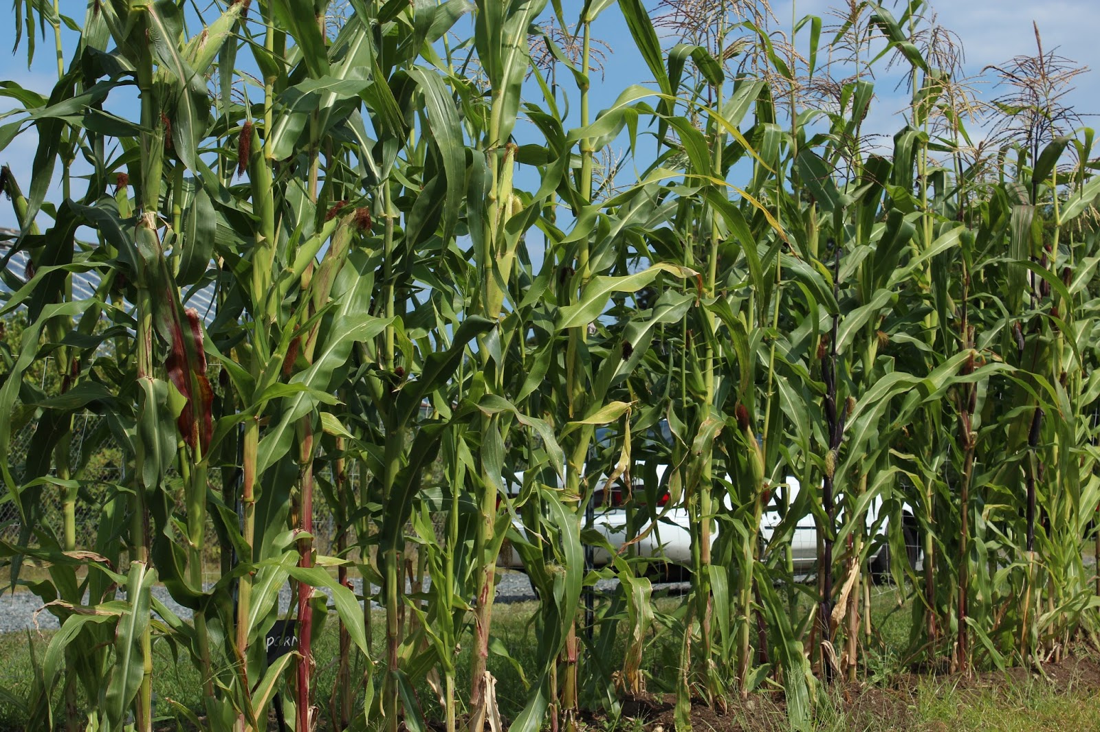 Milho Pipoca Americano