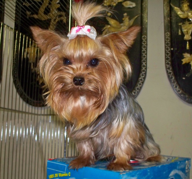 Silverback Yorkshire Terrier