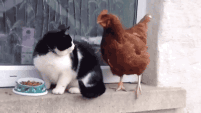 VJBrendan.com: Chicken Fight...
