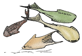 Life Before the Dinosaurs: Lanarkia.