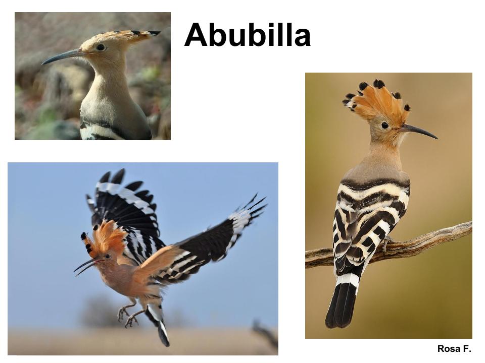 Vocabulario en imágenes. Maestra de Infantil y Primaria.: Pájaros y ...