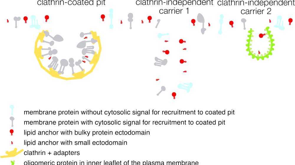 Lipid-anchored protein