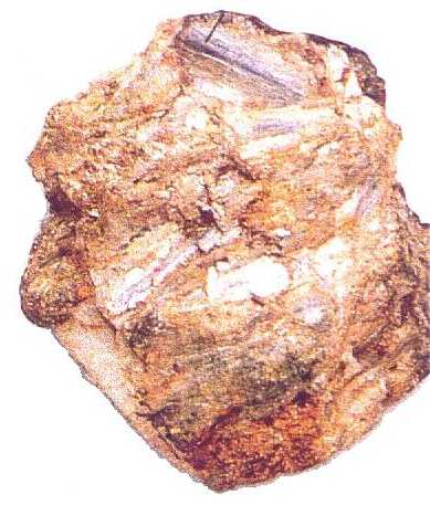 Laboratorio De Biologia: O Xisto