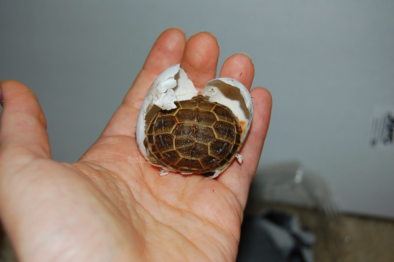 Tortaddiction: Russian tortoise Baby#4 hatched today!