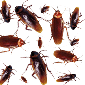 India Satire: Cockroaches and rats died more than last year due to high ...