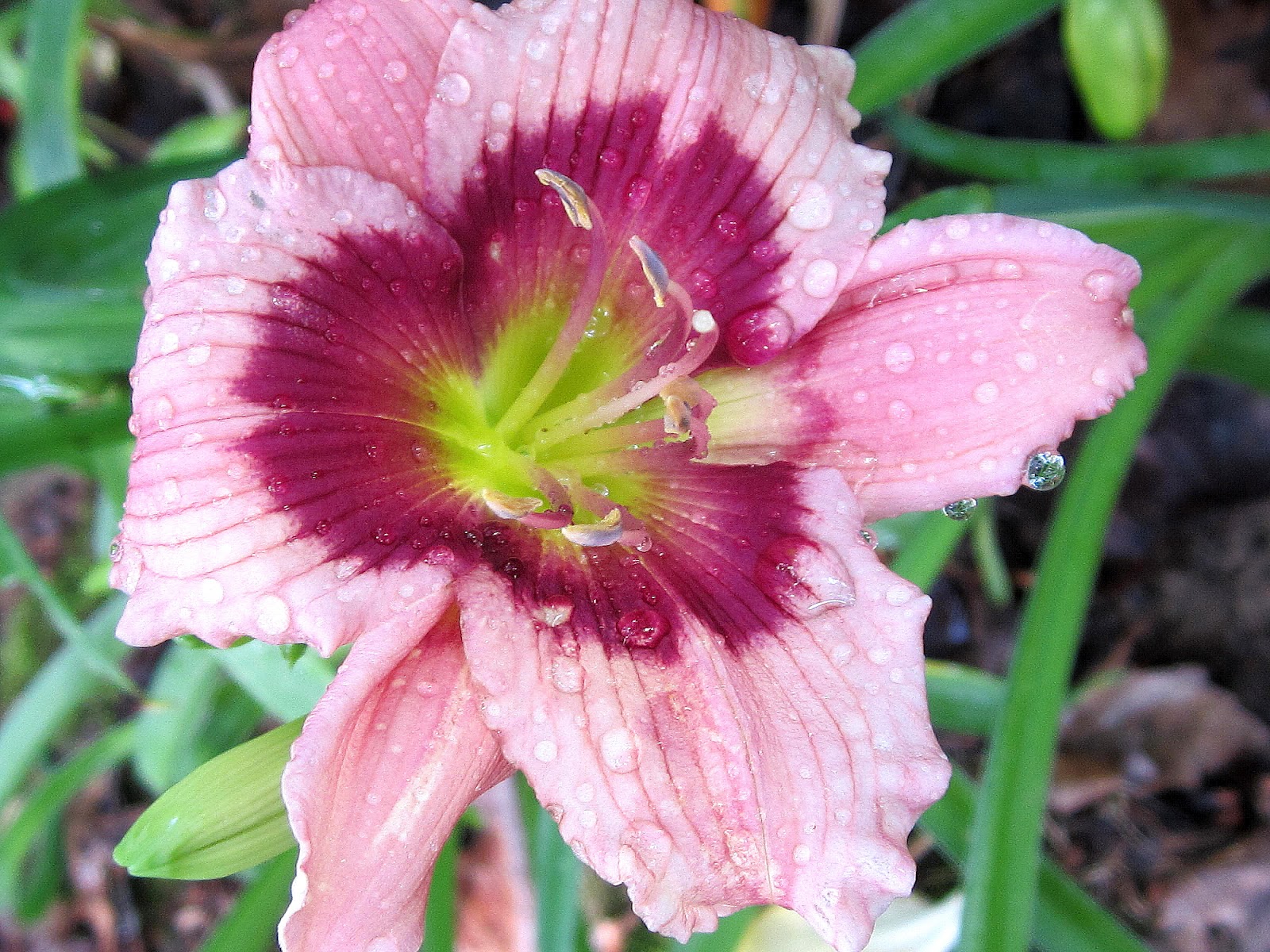 A Hocking Hill's Garden: The Lily Bed