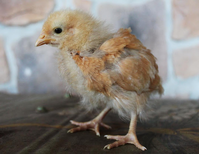 set the trail: our homestead: chick feather development