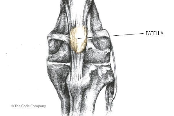 Luxating Patella Surgical Repair