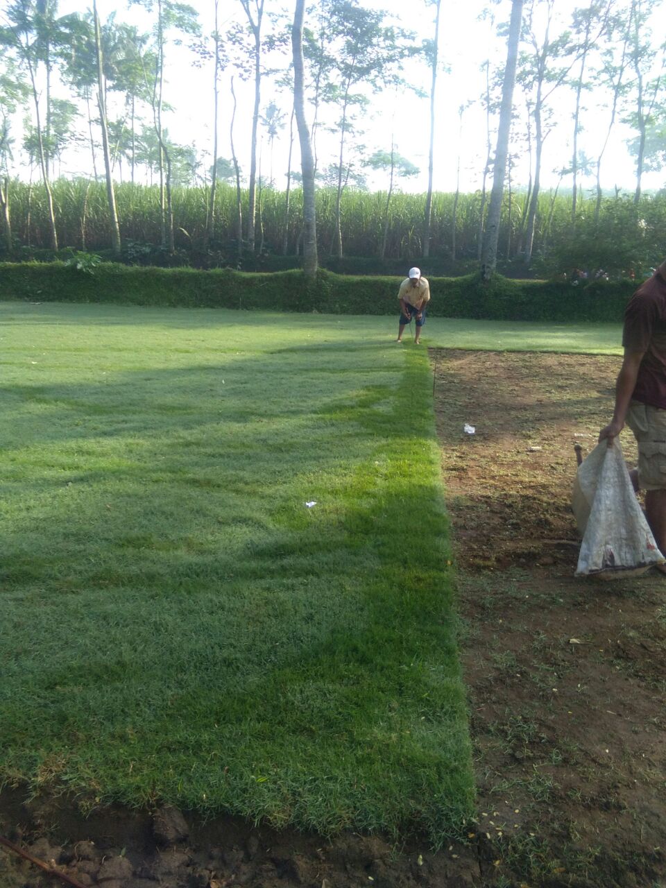 Jual rumput gajah mini di mojokerto - jual rumput jepang dimojokerto ...