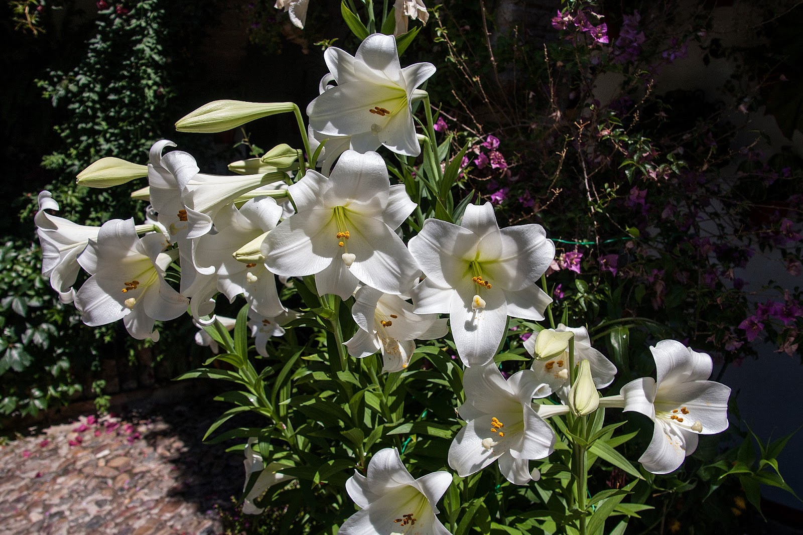 Paseando por Cordoba: Azucenas