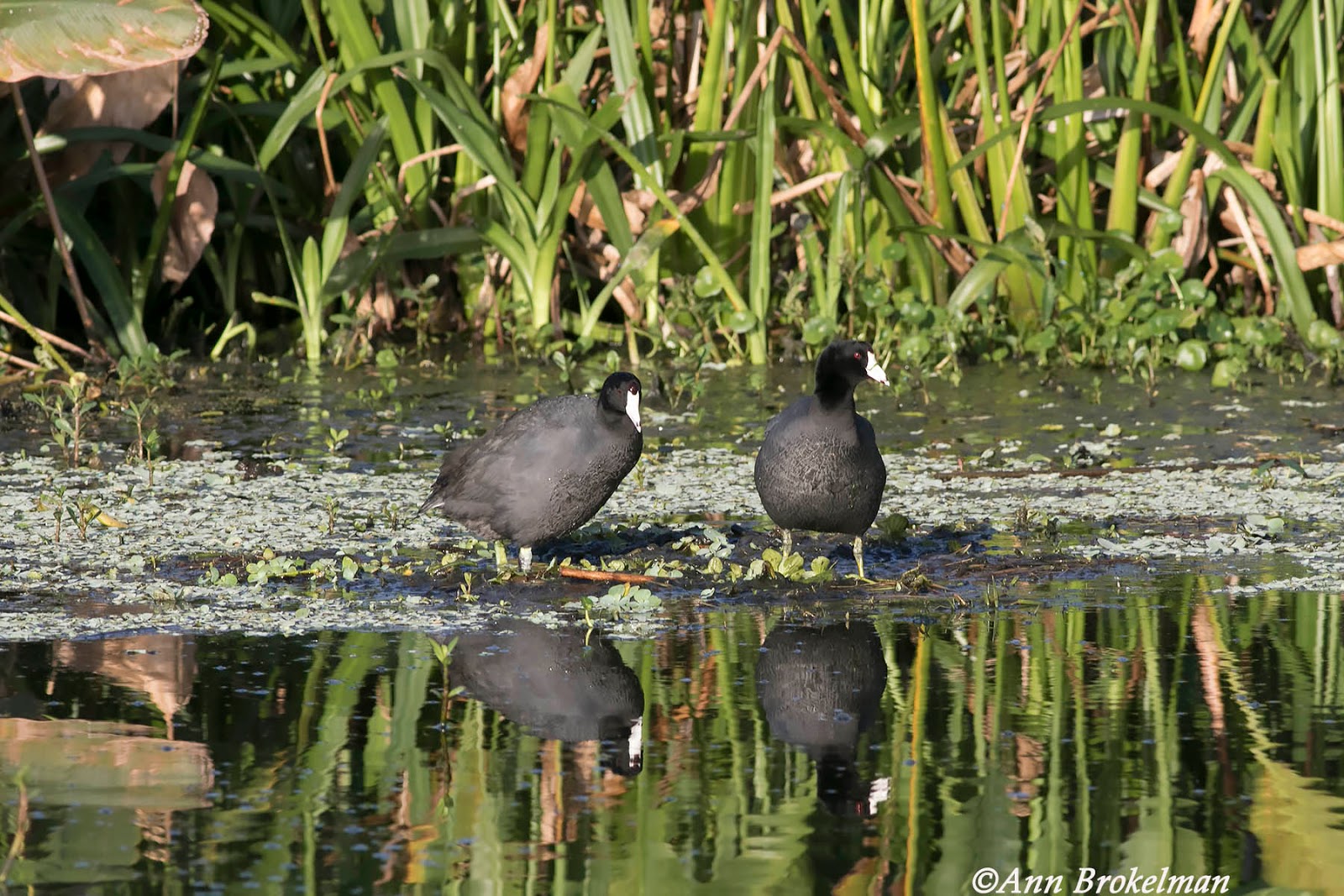 Ann Brokelman Photography: American Coots - Florida