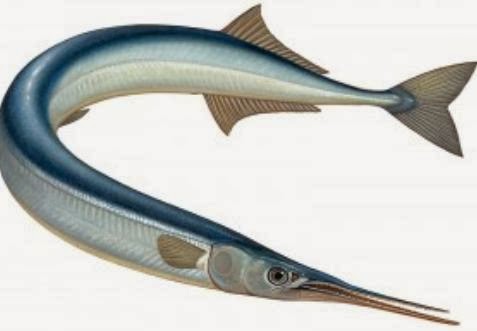 PESCARUL SINGURATIC: Zarganul