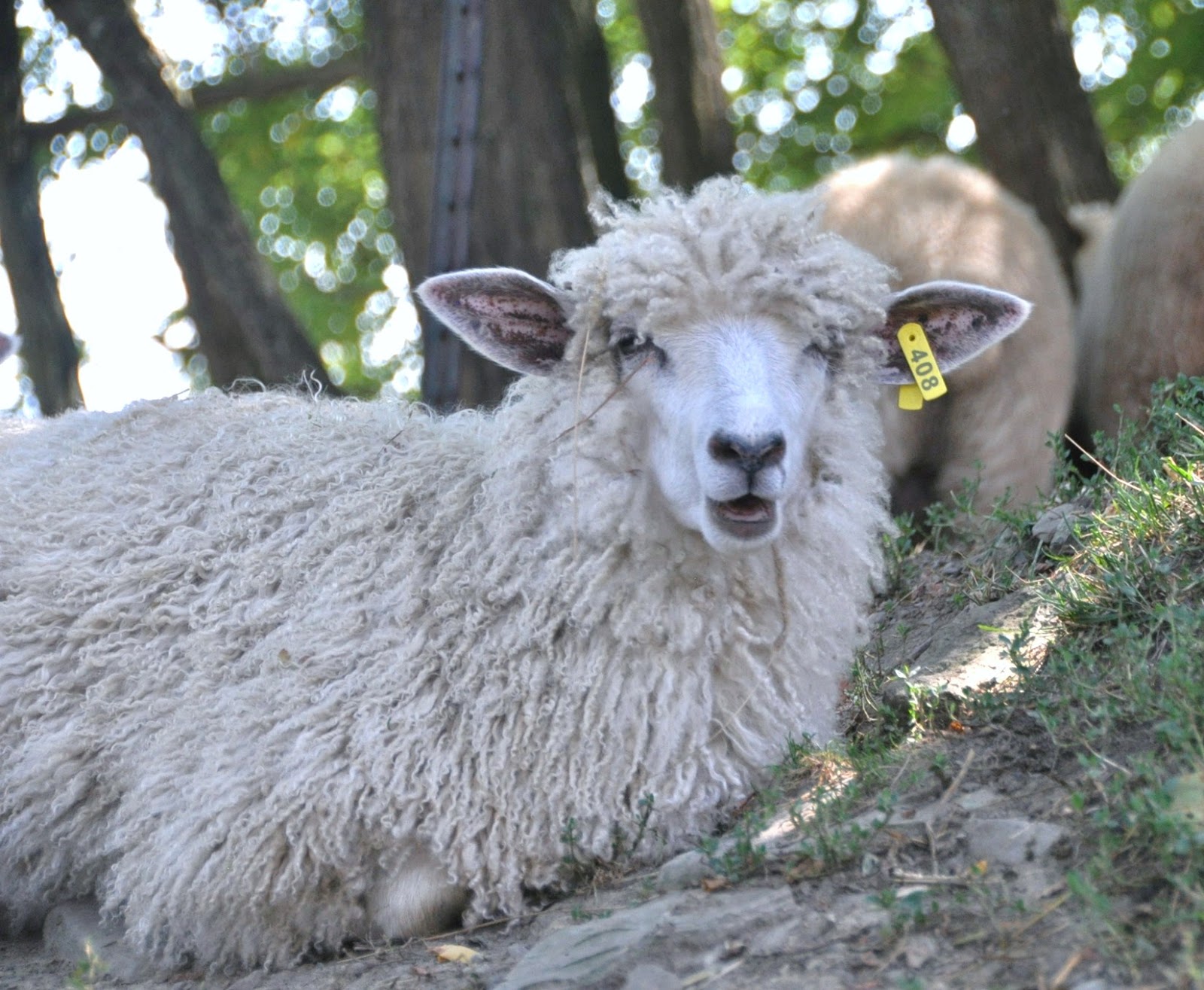 Knee Deep in Sheep: Sheep Shots