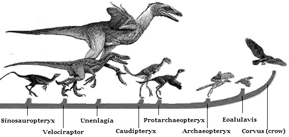 Macam Macam Evolusi | Mikirbae.com