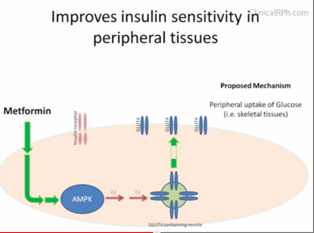 METGLUCOメトグルコ®錠】（Re.） Today’s medicine Vol.4