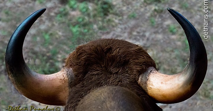 Dethan Punalur: " ഹെഡ്ഡുവെയിറ്റ്..!