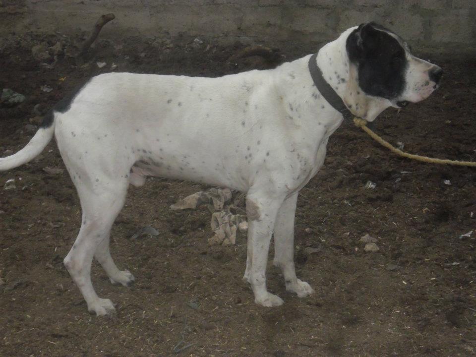 Pakistani Dog photos and Videos: Pakistani Bully Dog
