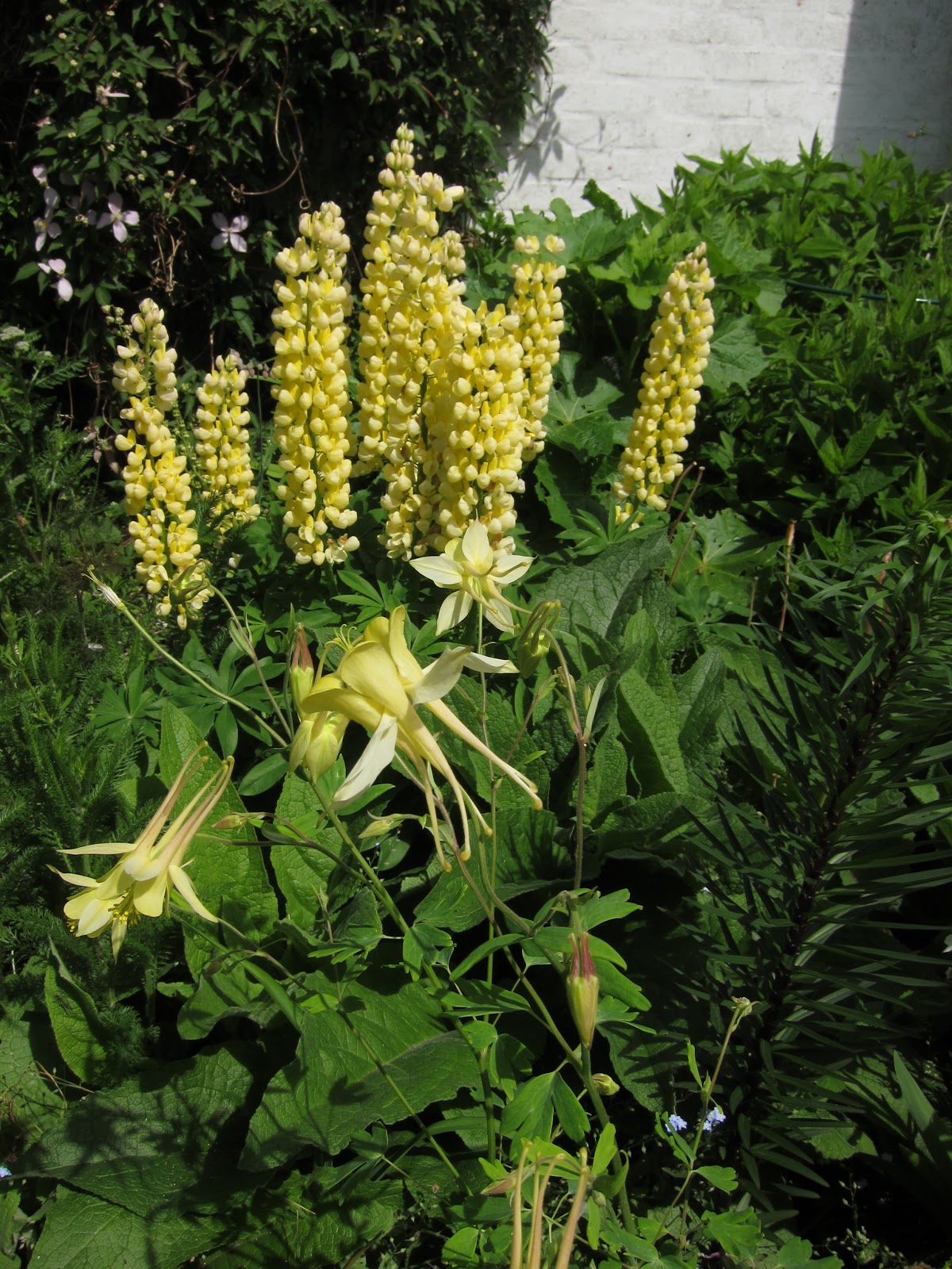 ENGHØJ STAUDE HAVE: Den gule sti.