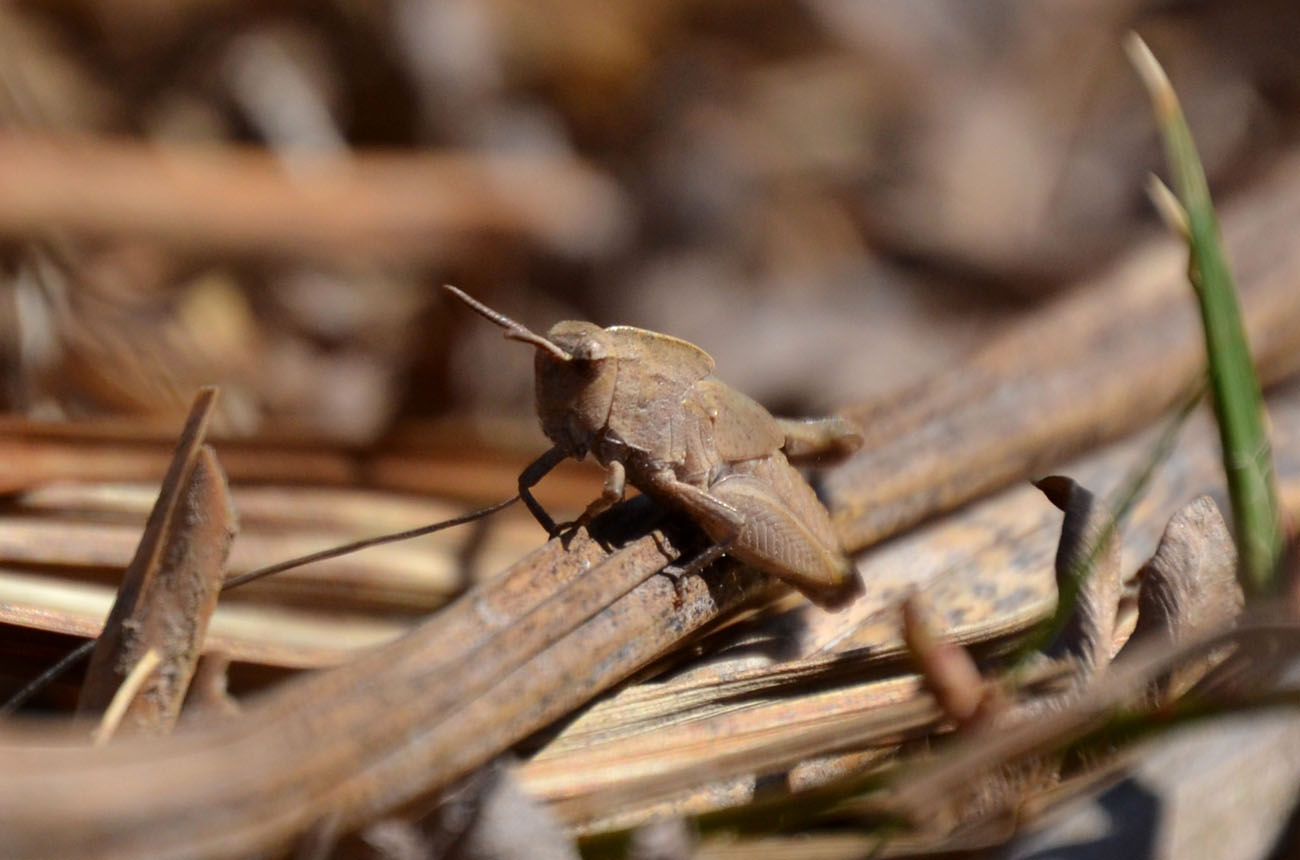 Woods Walks and Wildlife: March 2012