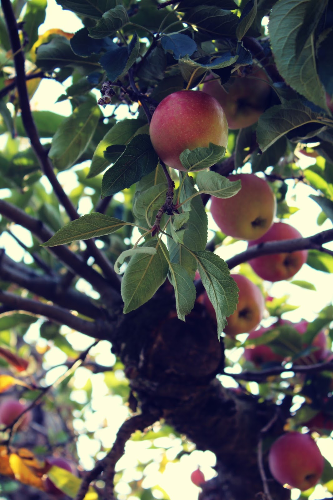 Photo Shoot: Apple Picking