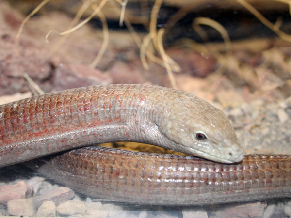 Glass Lizard | Wildlife | The Wildlife