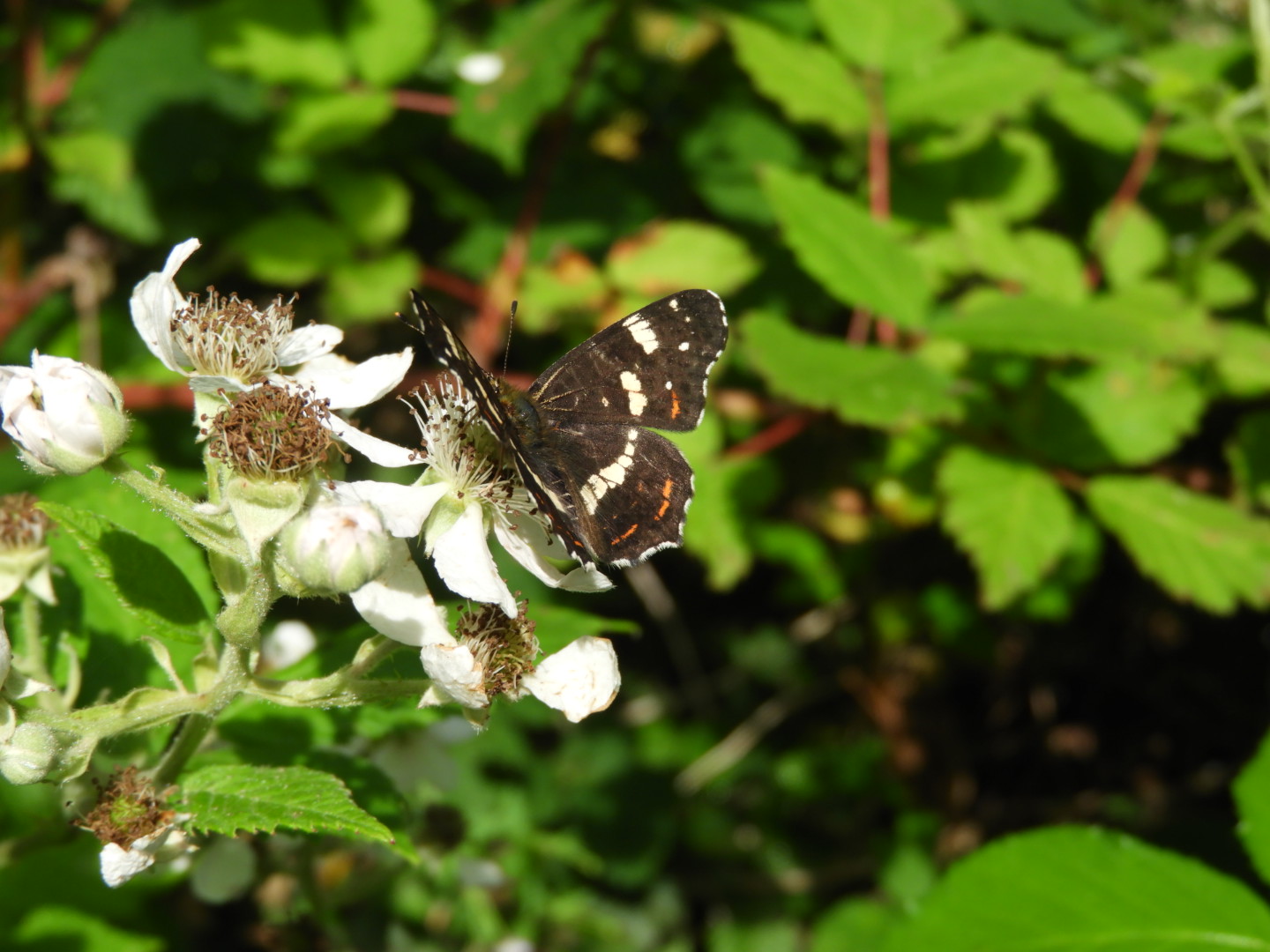 Gâtinais Nature: Papillon forêt de Montargis